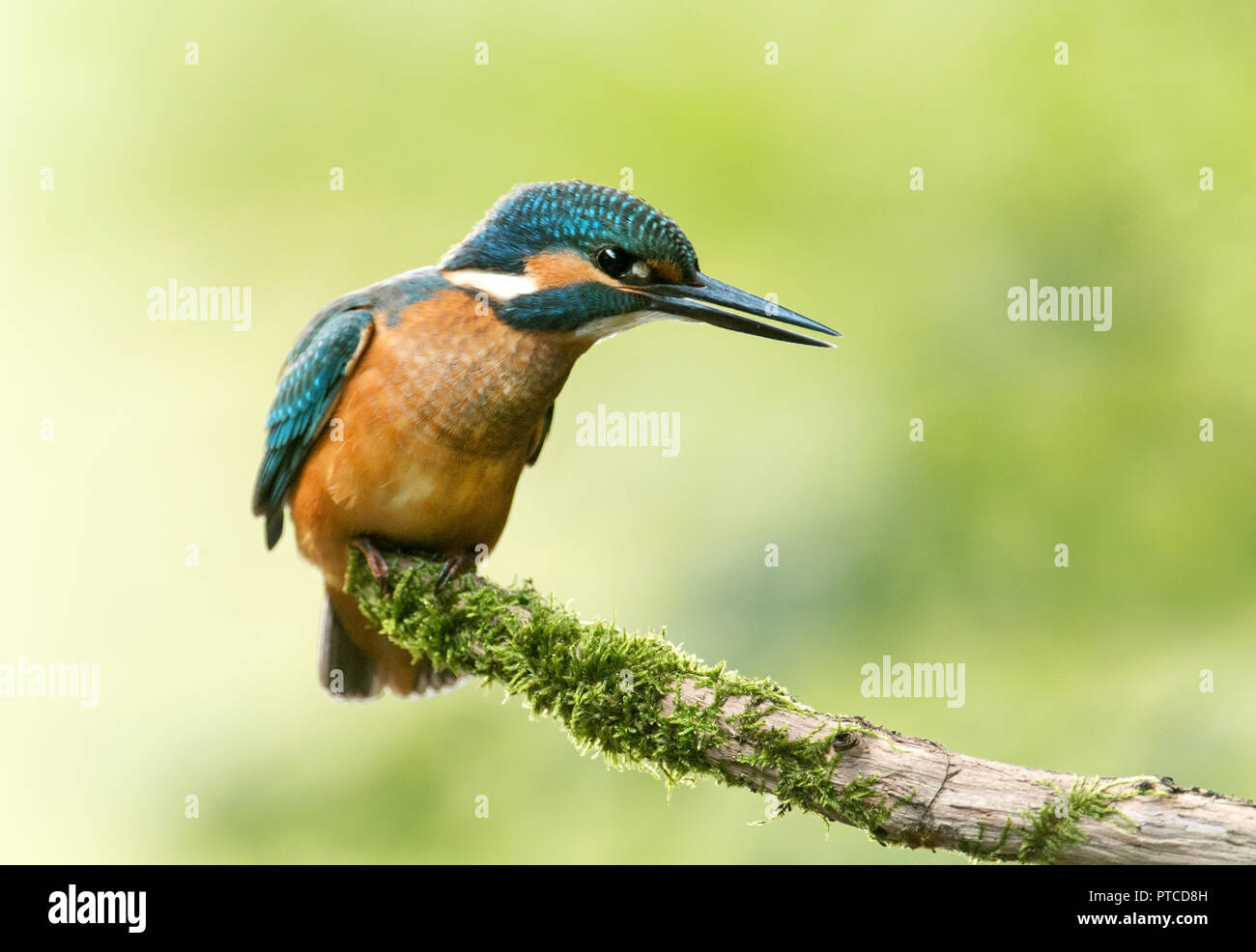 Kingfisher (Alcedo atthis Stock Photo - Alamy