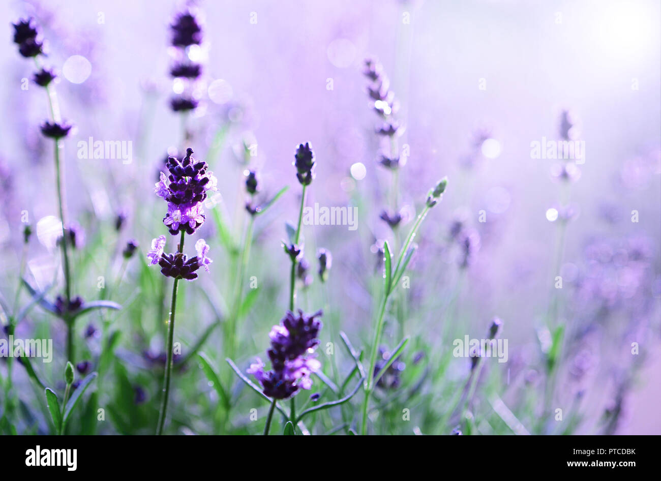 Lavender bubbles hi-res stock photography and images - Alamy