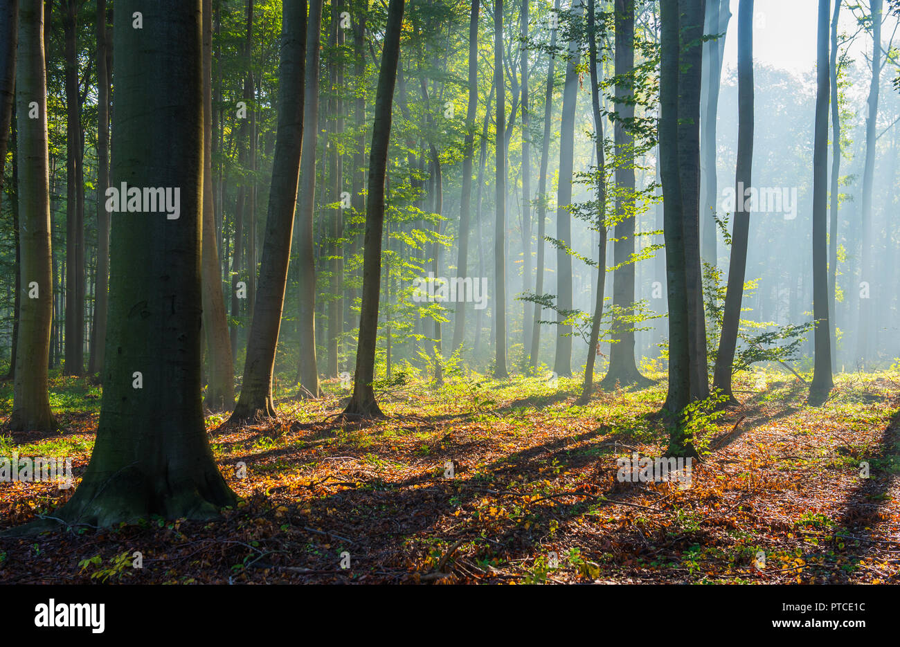 Beautiful morning in the forest Stock Photo - Alamy