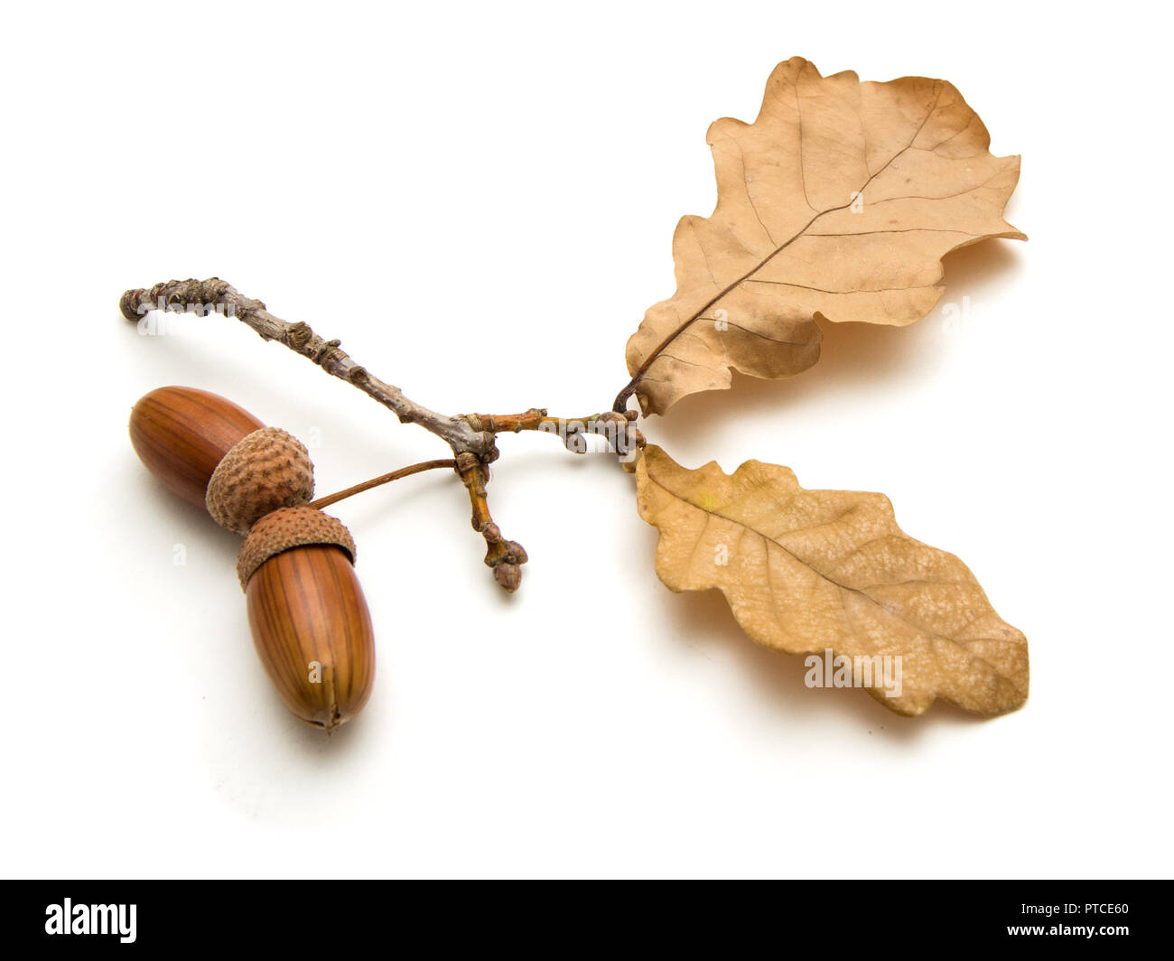 On a white background are two acorns and oak leaves, October Stock ...