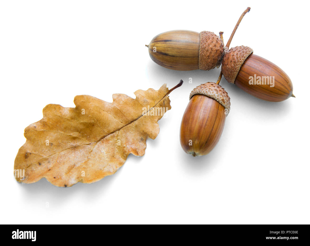 Photograph of oak tree Cut Out Stock Images & Pictures - Alamy