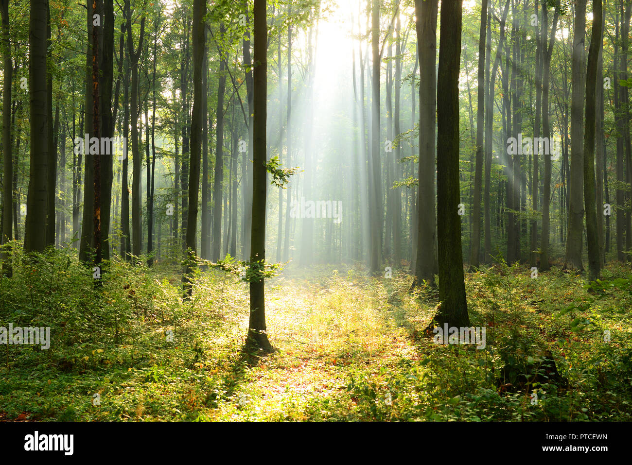 Morning in the forest Stock Photo - Alamy