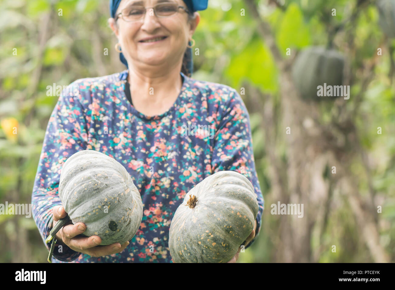 Happy elderly woman farmer holding pumpkins in hands at garden farm ...