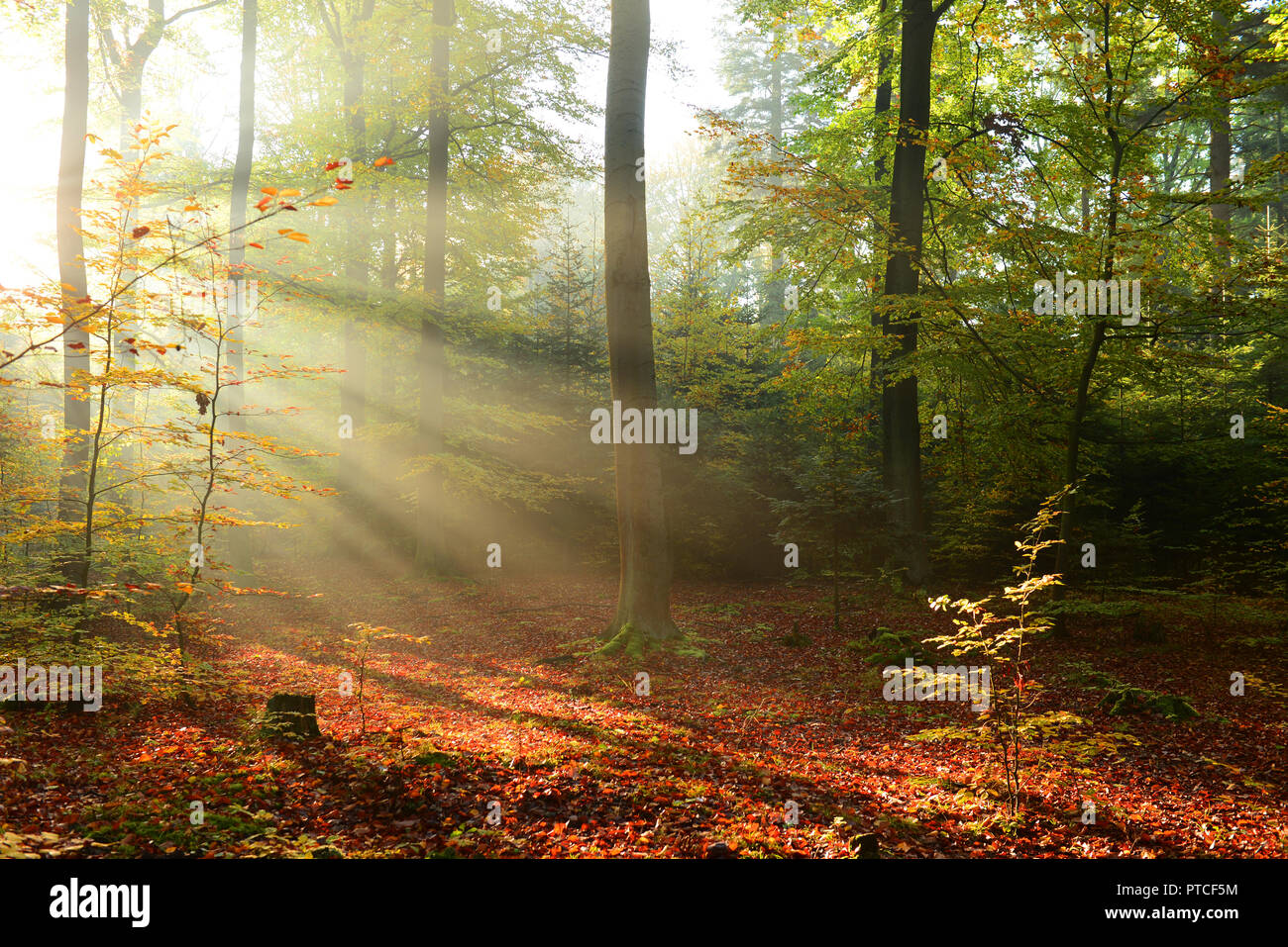 Morning in the forest Stock Photo - Alamy