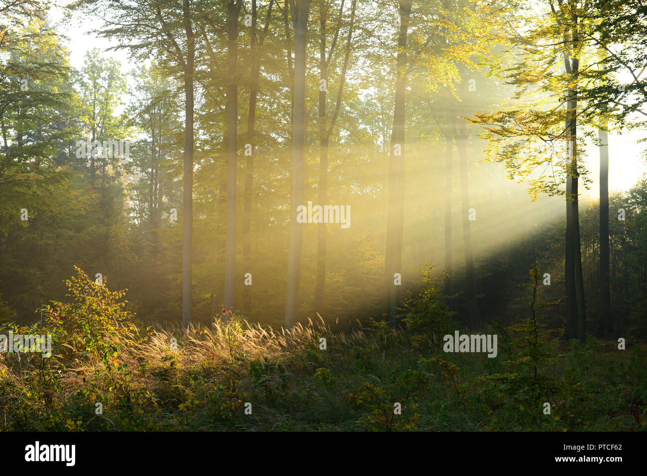 Morning in the forest Stock Photo - Alamy