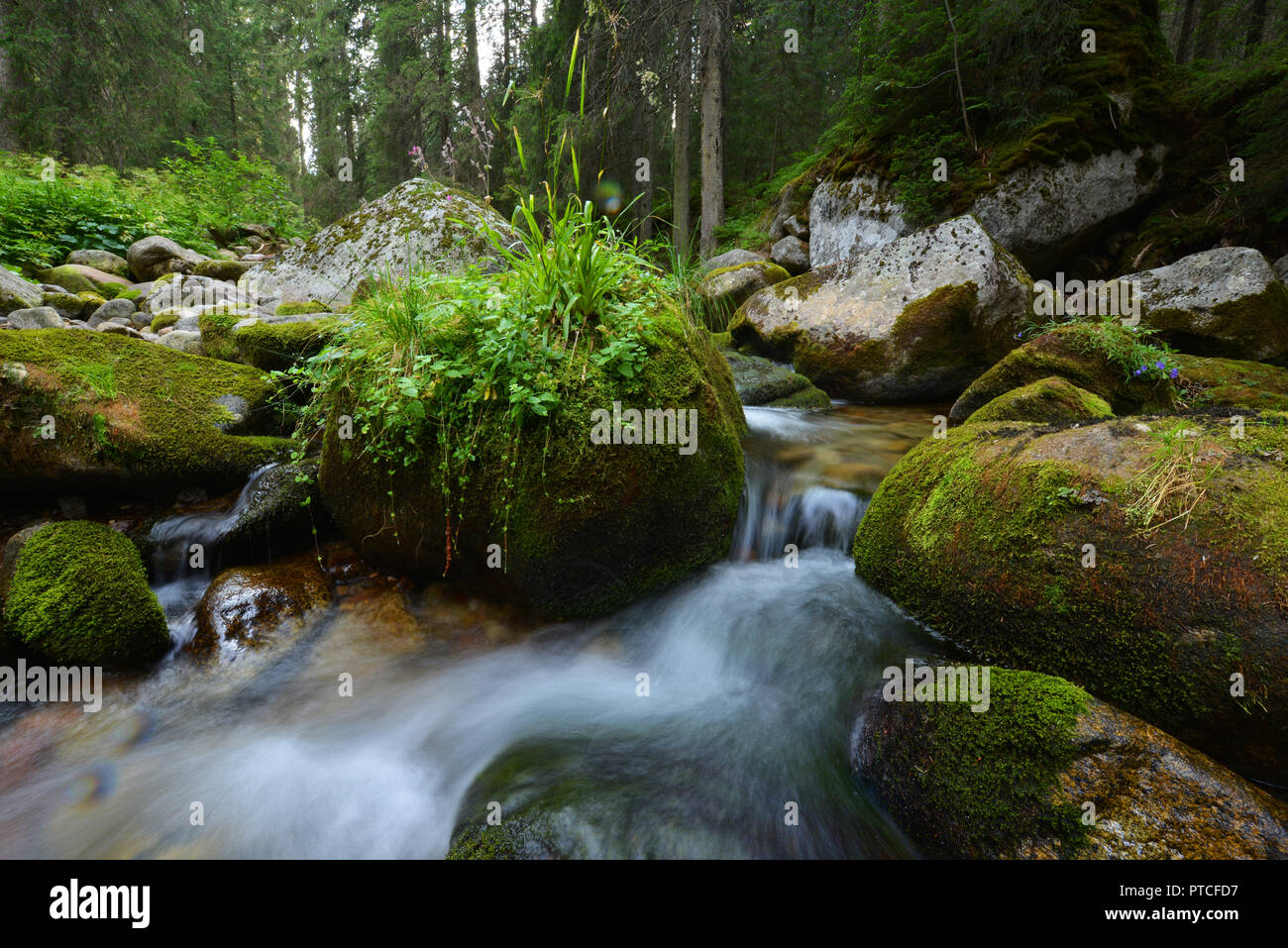 Small mountains river in the dark forest Stock Photo - Alamy