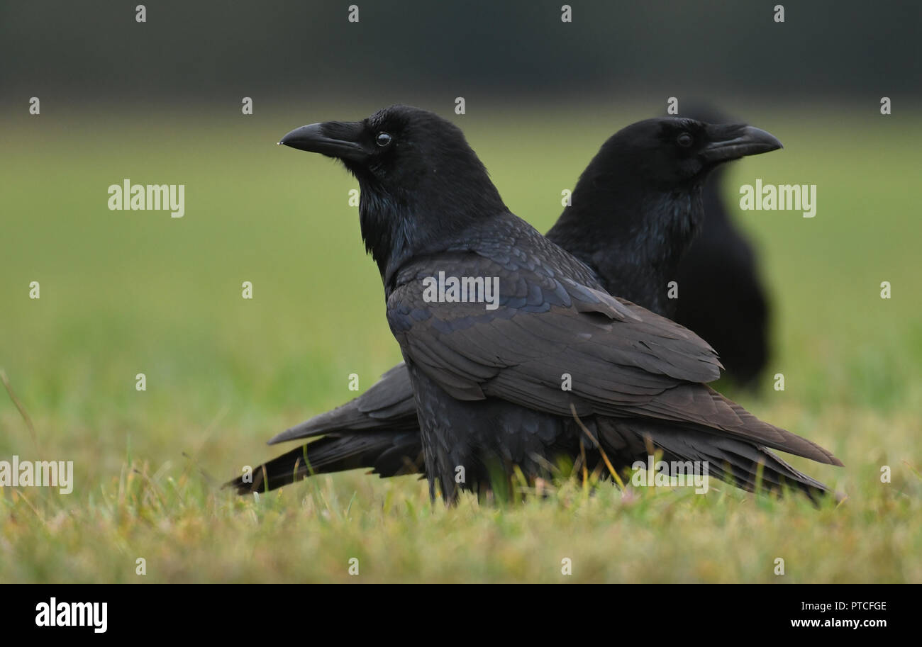 Zwarte raven hi-res stock photography and images - Alamy
