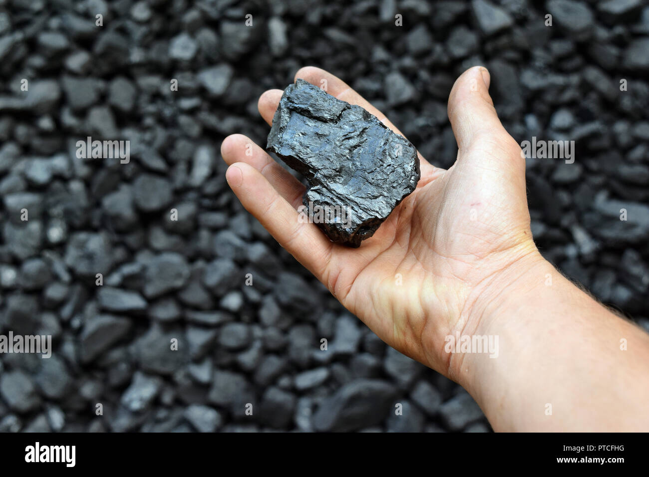 Hand of the miner shows coal in mine. Picture can be use to idea about ...