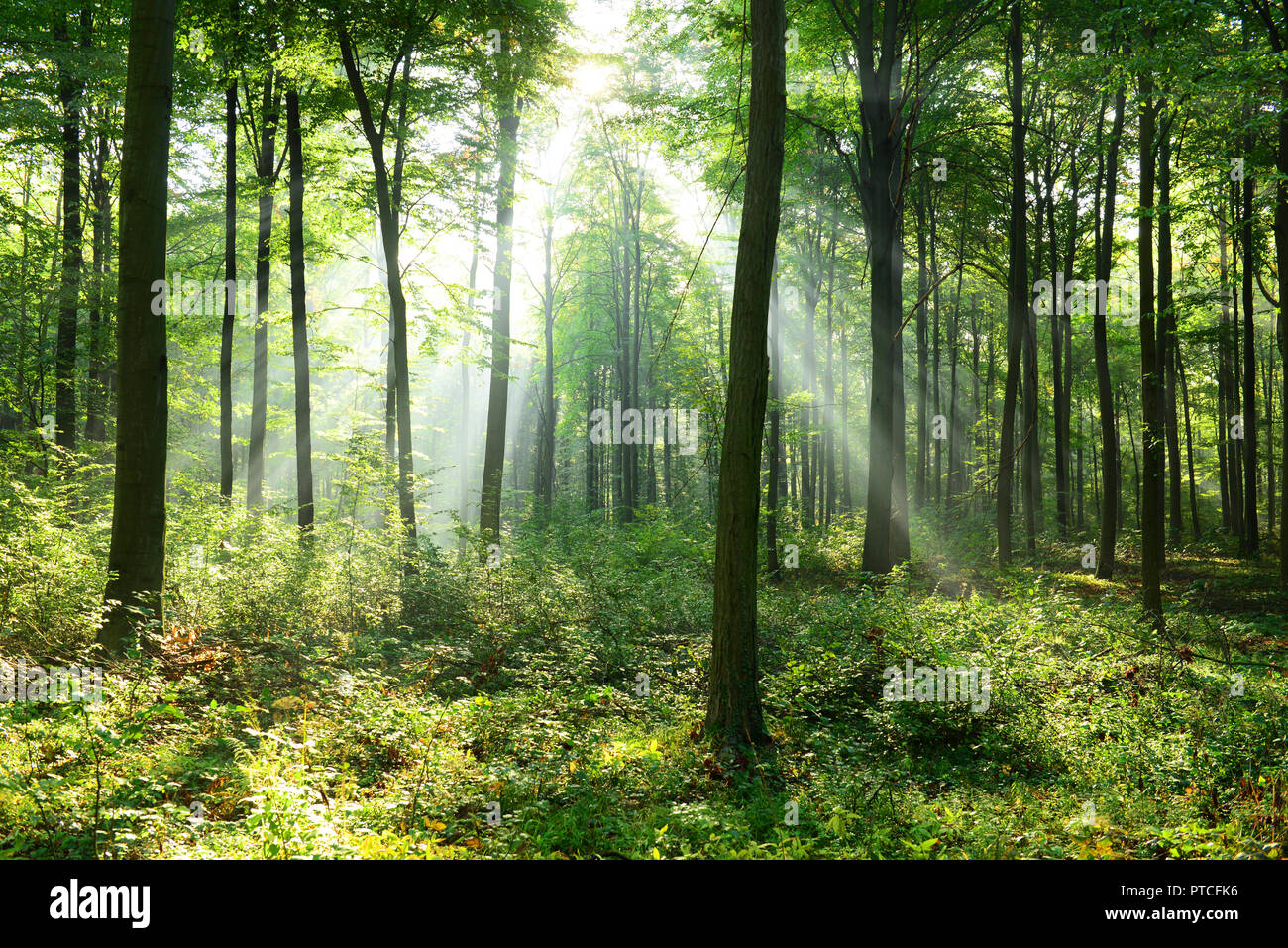 Morning in the forest Stock Photo - Alamy