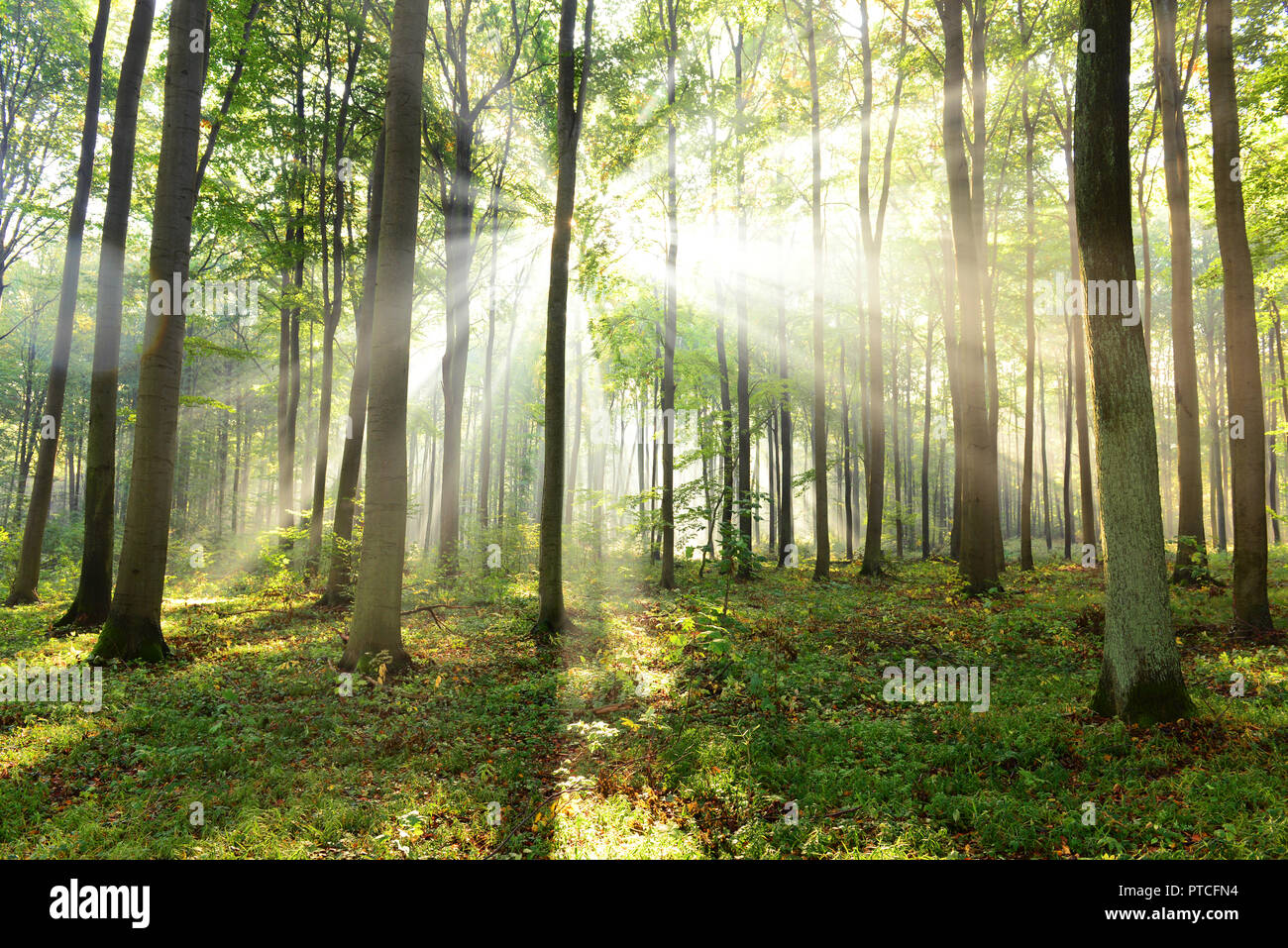 Morning in the forest Stock Photo - Alamy