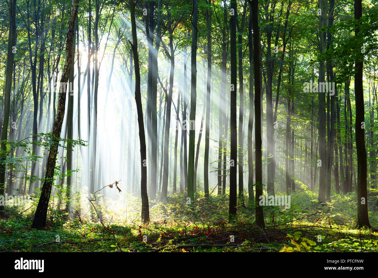 Morning in the forest Stock Photo - Alamy
