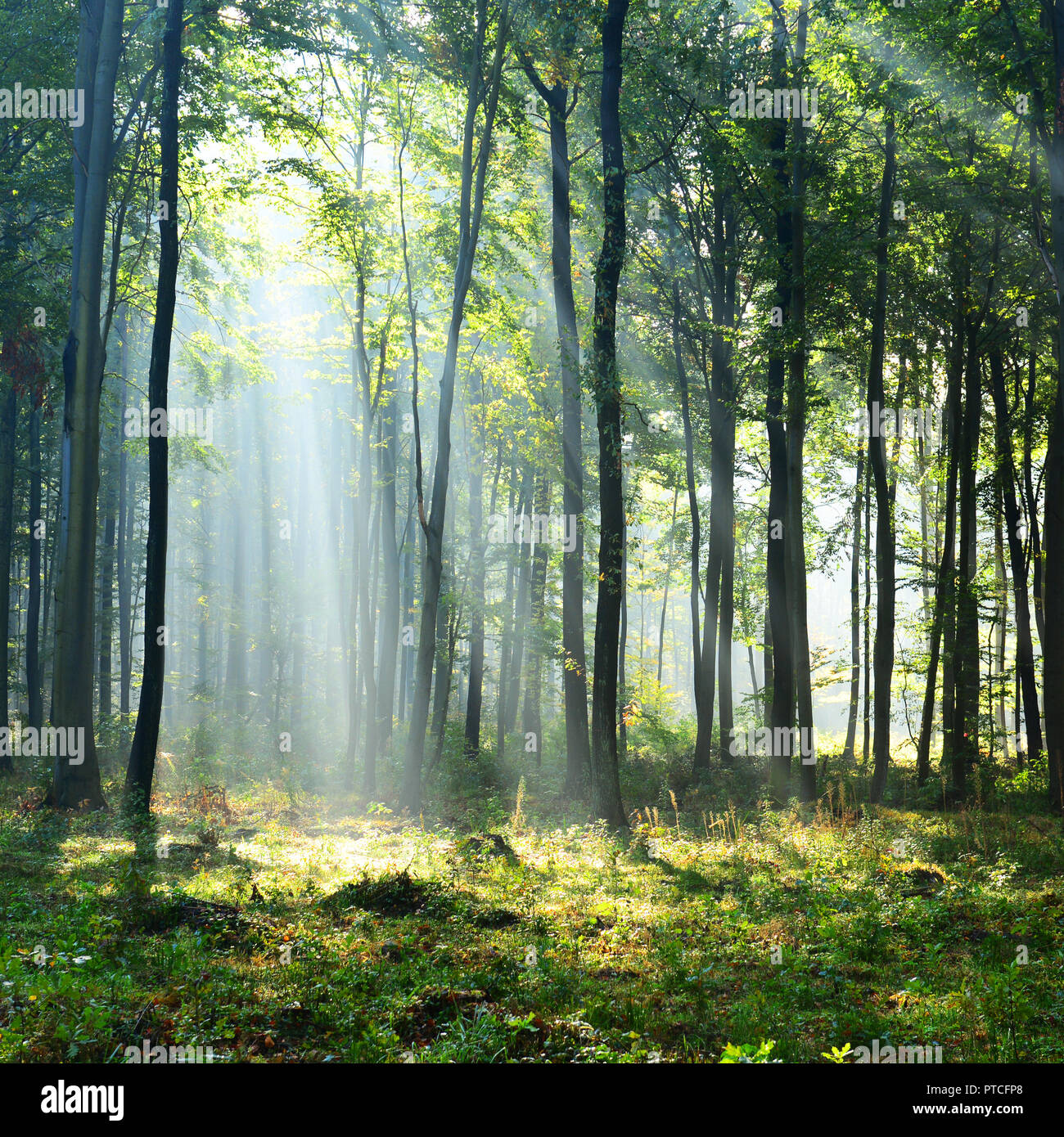 Morning in the forest Stock Photo - Alamy