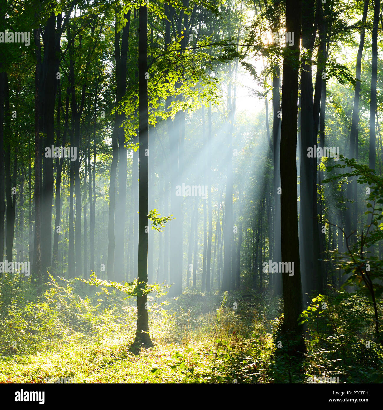 Morning in the forest Stock Photo - Alamy