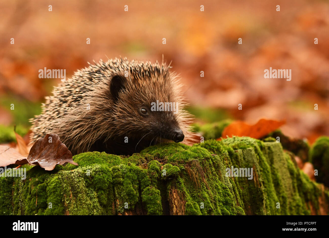 Hedgehog ear hi-res stock photography and images - Alamy
