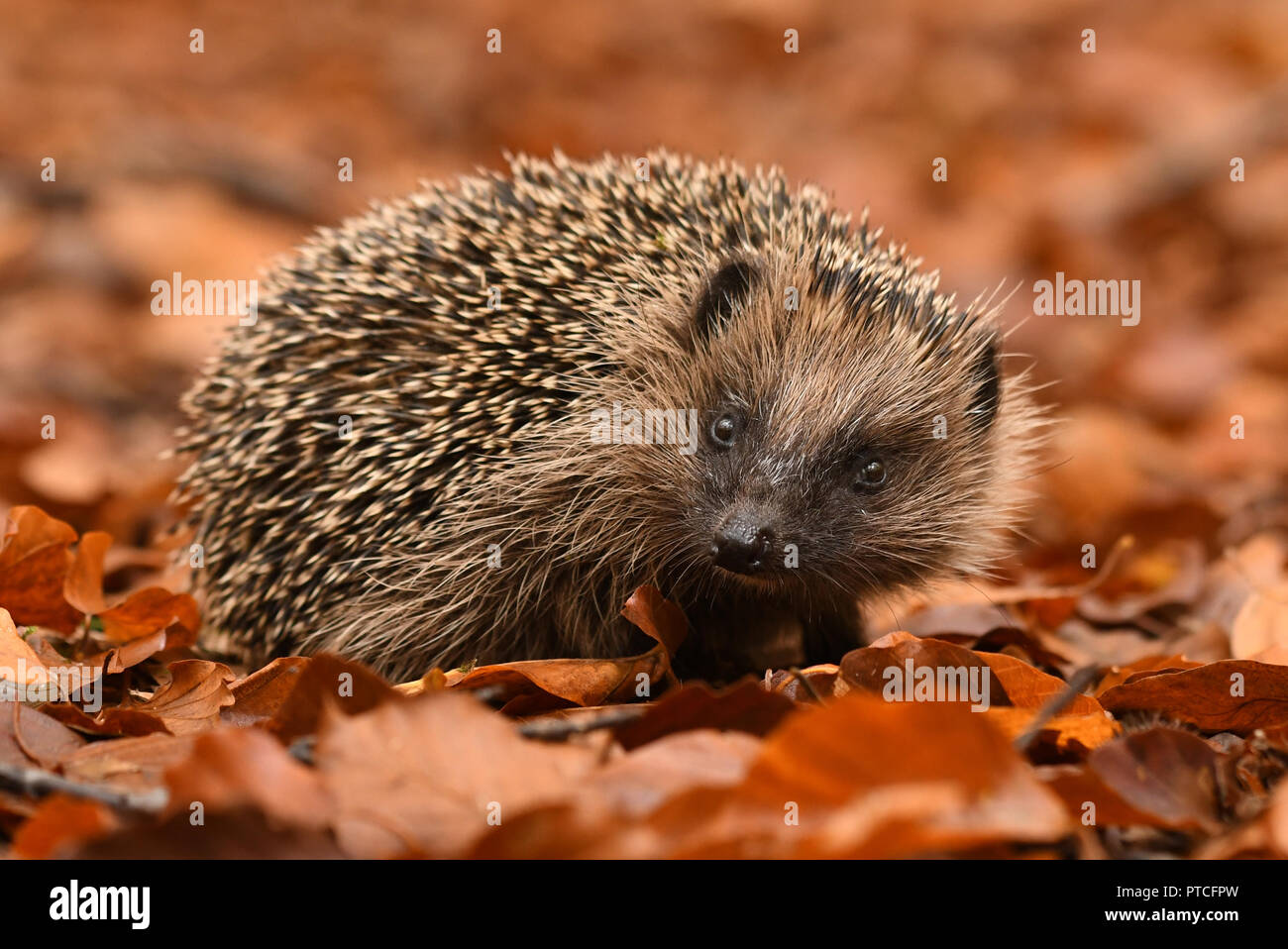 Hedgehog ear hi-res stock photography and images - Alamy