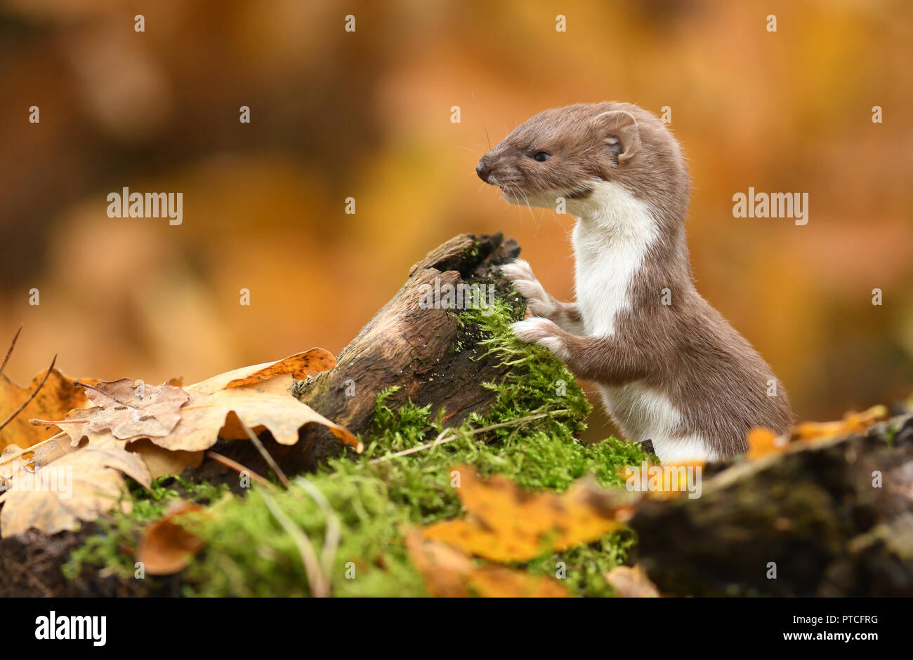 Weasel in autumn forest Stock Photo - Alamy