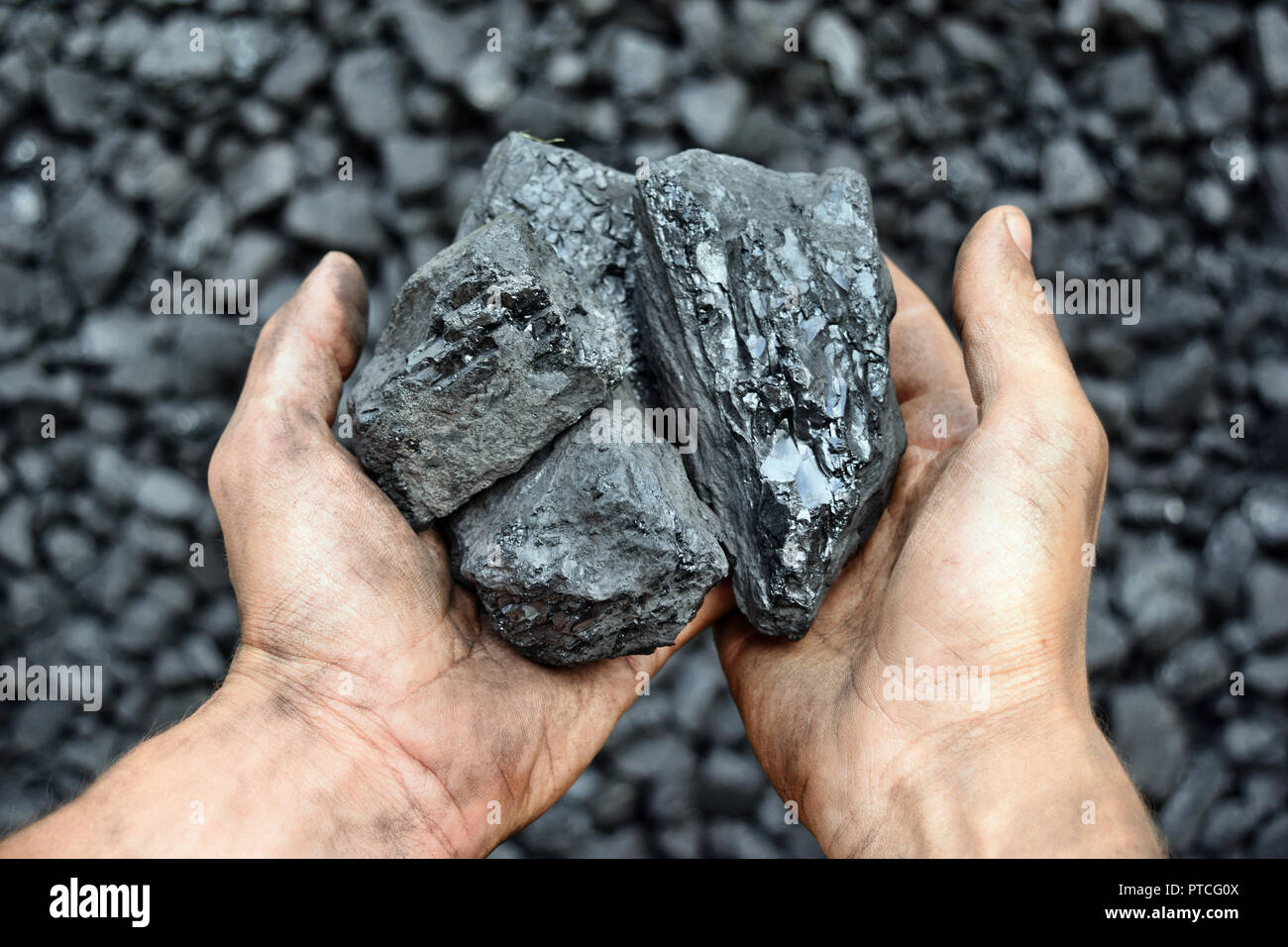 Coal in the hands of worker miner. Picture can be use to idea about ...
