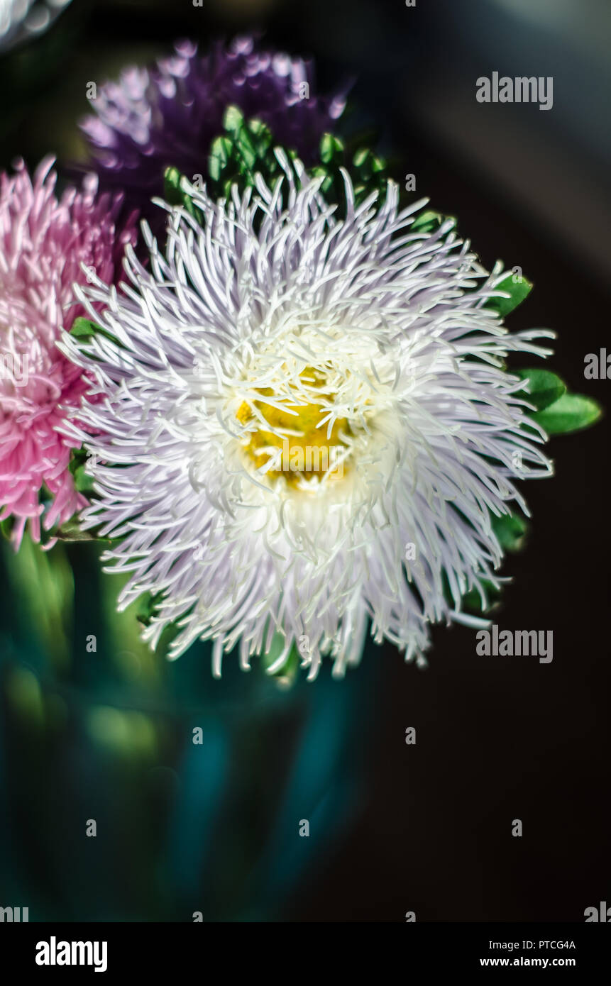 Thin petals hi-res stock photography and images - Alamy