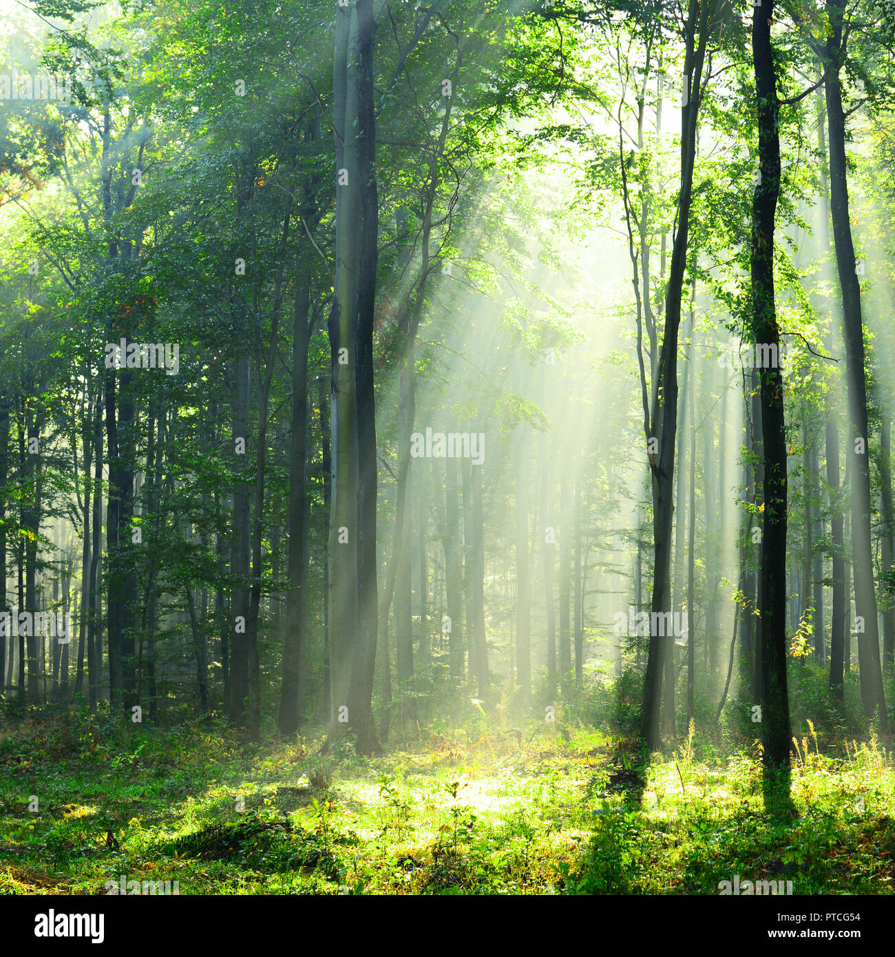 Beautiful morning in the forest Stock Photo - Alamy