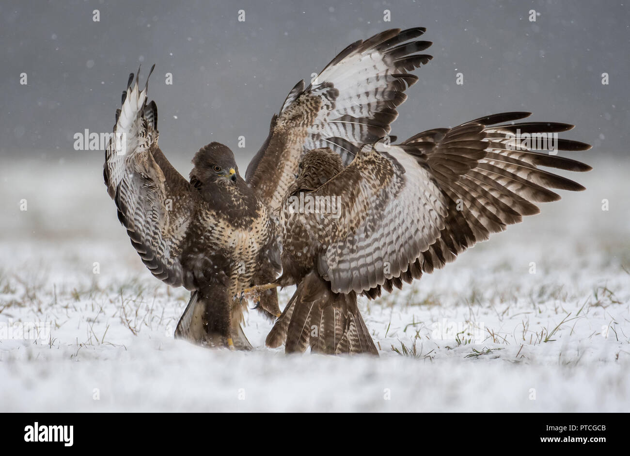 Male and female common buzzard hi-res stock photography and images - Alamy