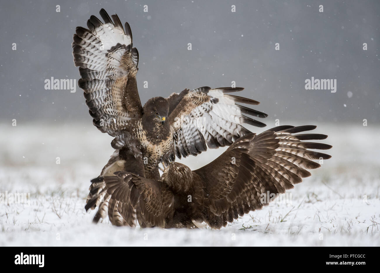 Male and female common buzzard hi-res stock photography and images - Alamy