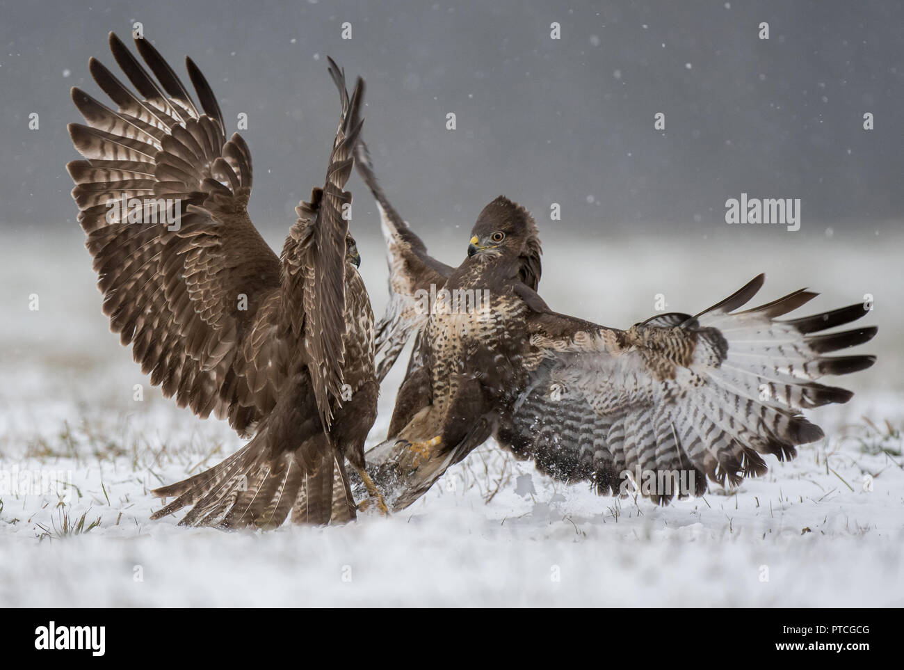 Wild male common buzzard hi-res stock photography and images - Alamy
