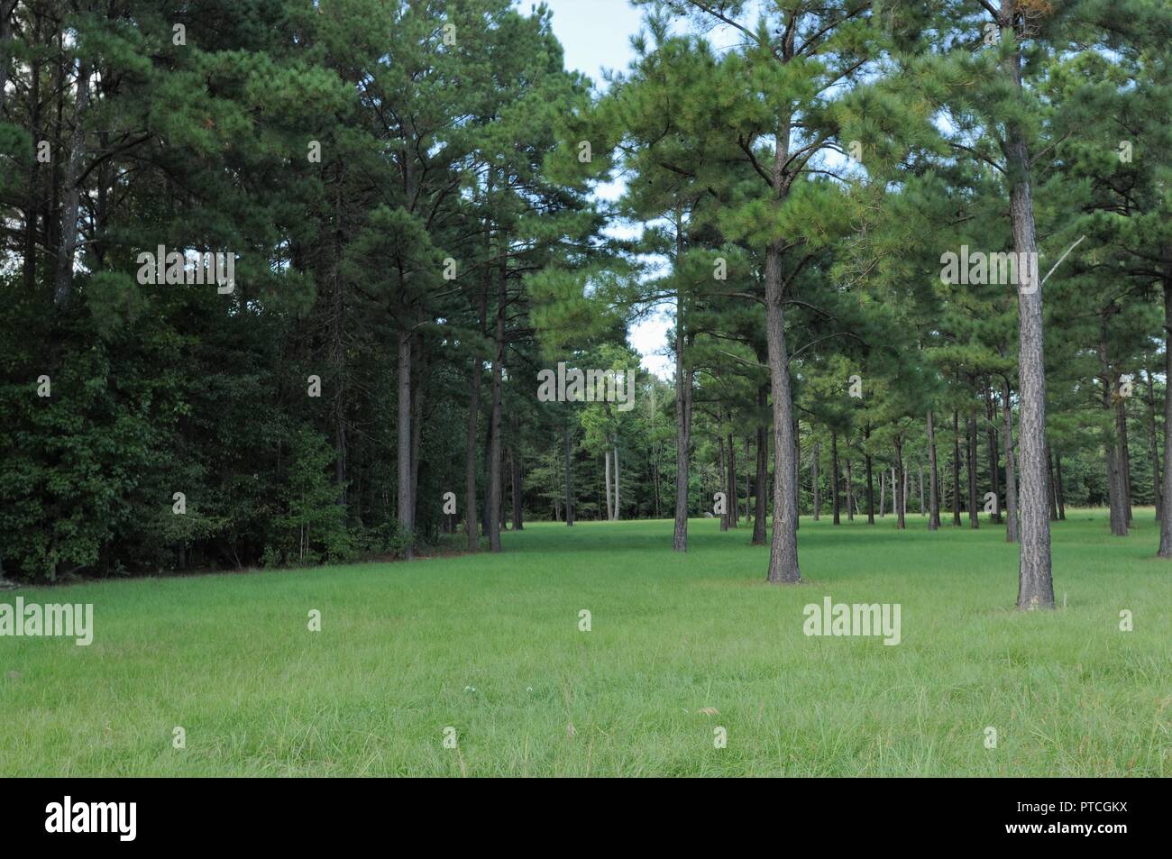 Mississippi pine woods hi-res stock photography and images - Alamy