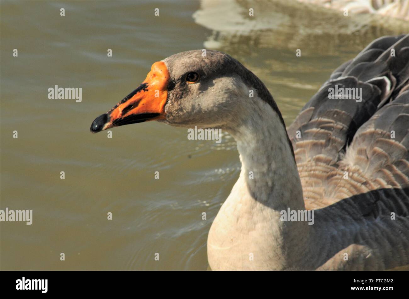 Chinese goose portrait Stock Photo - Alamy