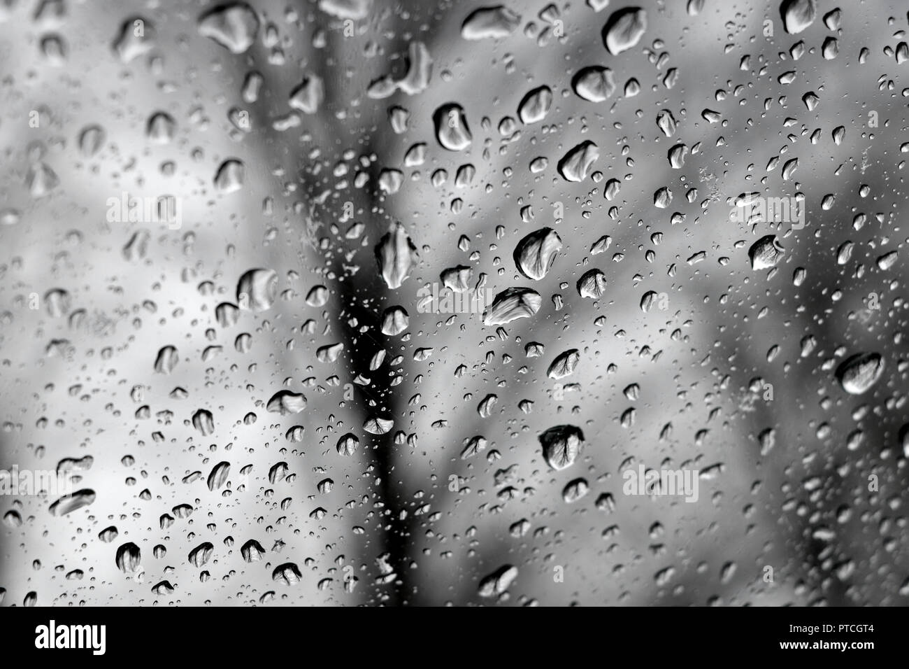 Tree With Raindrops Stock Photos & Tree With Raindrops Stock Images - Alamy