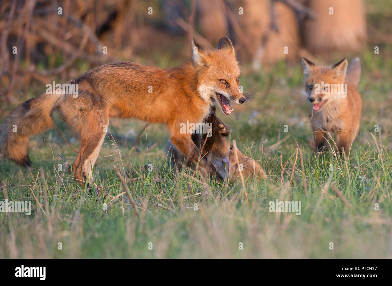 Red foxes in an urban park Stock Photo - Alamy