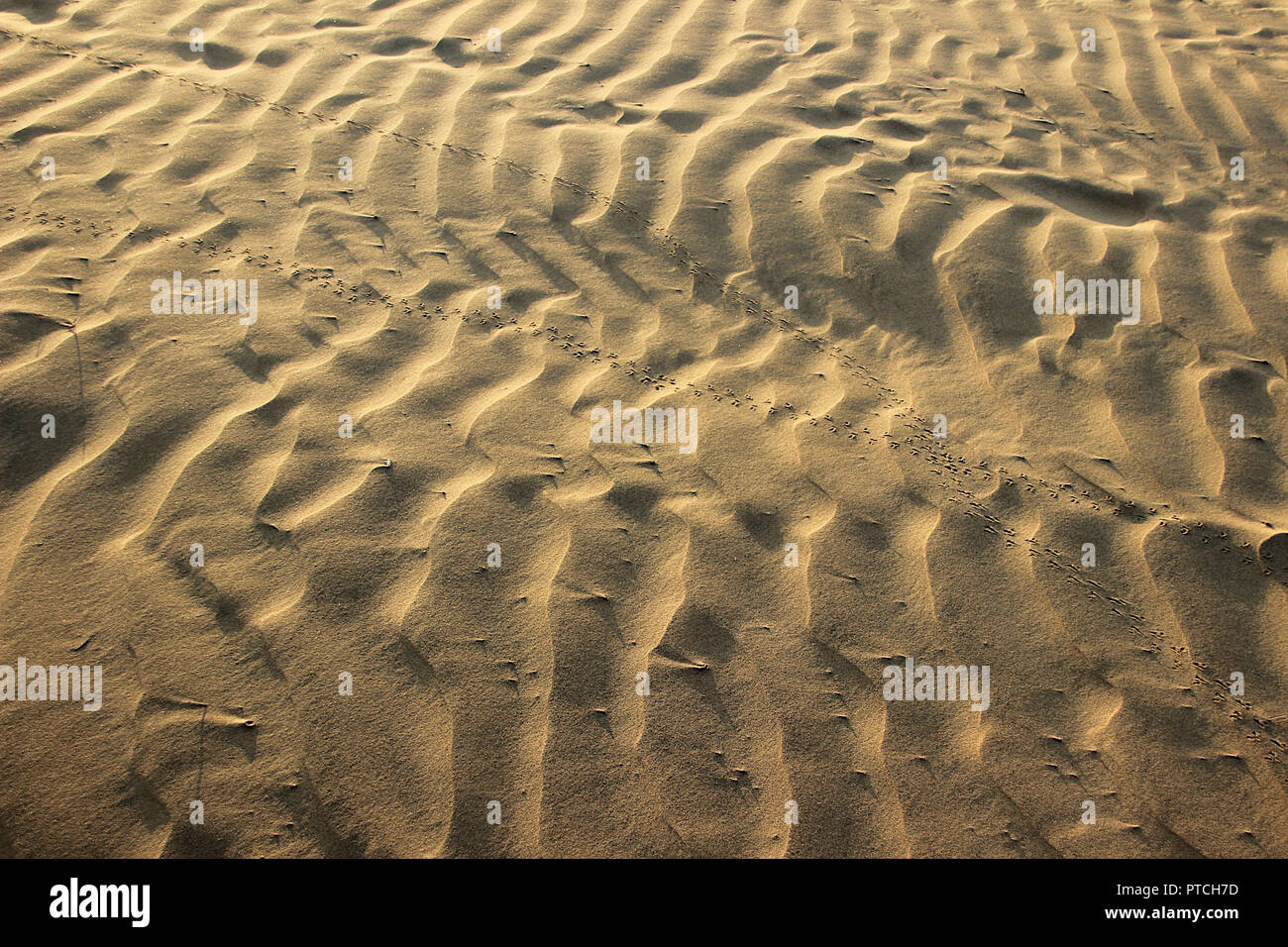 Close-up of fine, wavy, sand pattern at Sam Sand Dunes near Jaisalmer ...