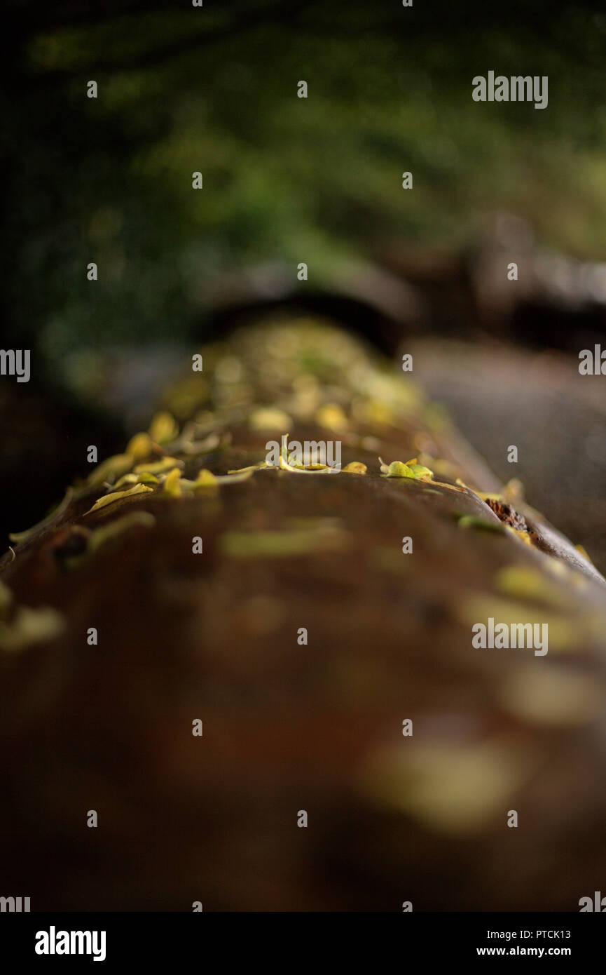 Death season cycles hi-res stock photography and images - Alamy