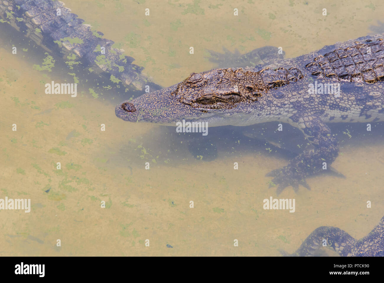 Do Alligators Have Ears