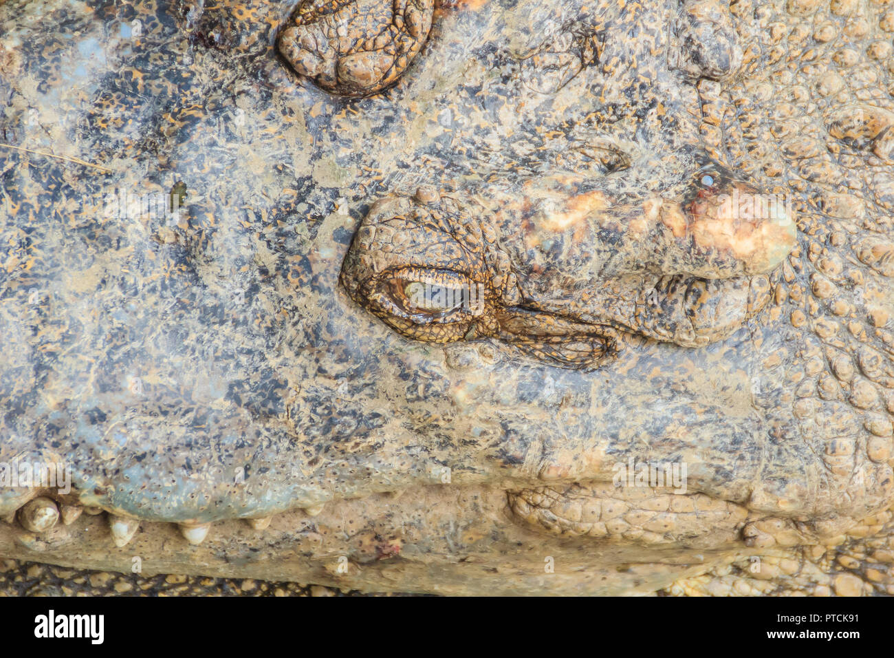 Adult afraid reptile hi-res stock photography and images - Alamy