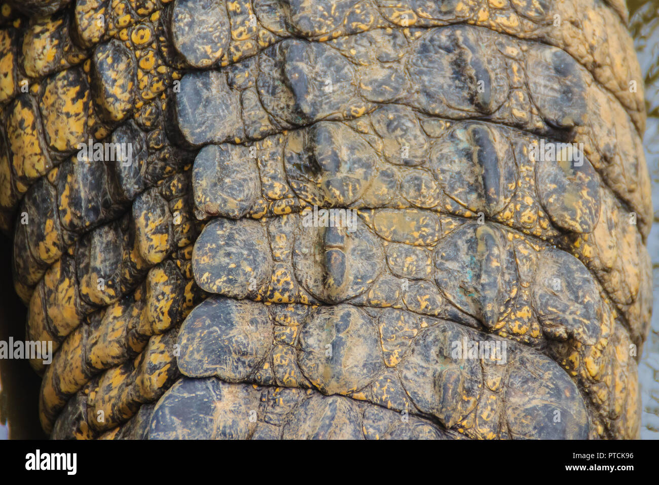 Alive crocodile tail pattern from the living body for background ...