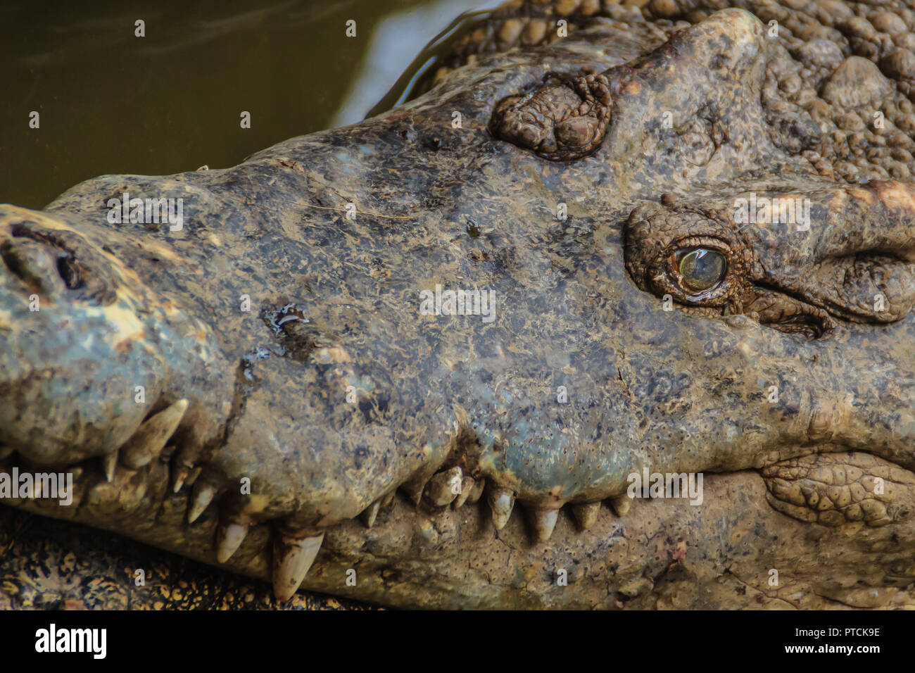 Animal skin cloak hi-res stock photography and images - Alamy
