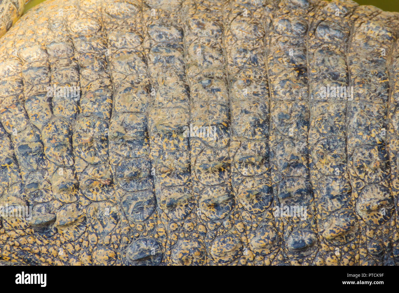 Alive crocodile skin pattern from the living body for background ...