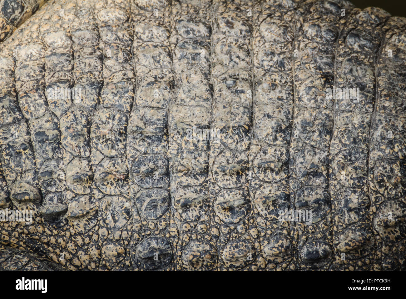 Alive crocodile skin pattern from the living body for background ...