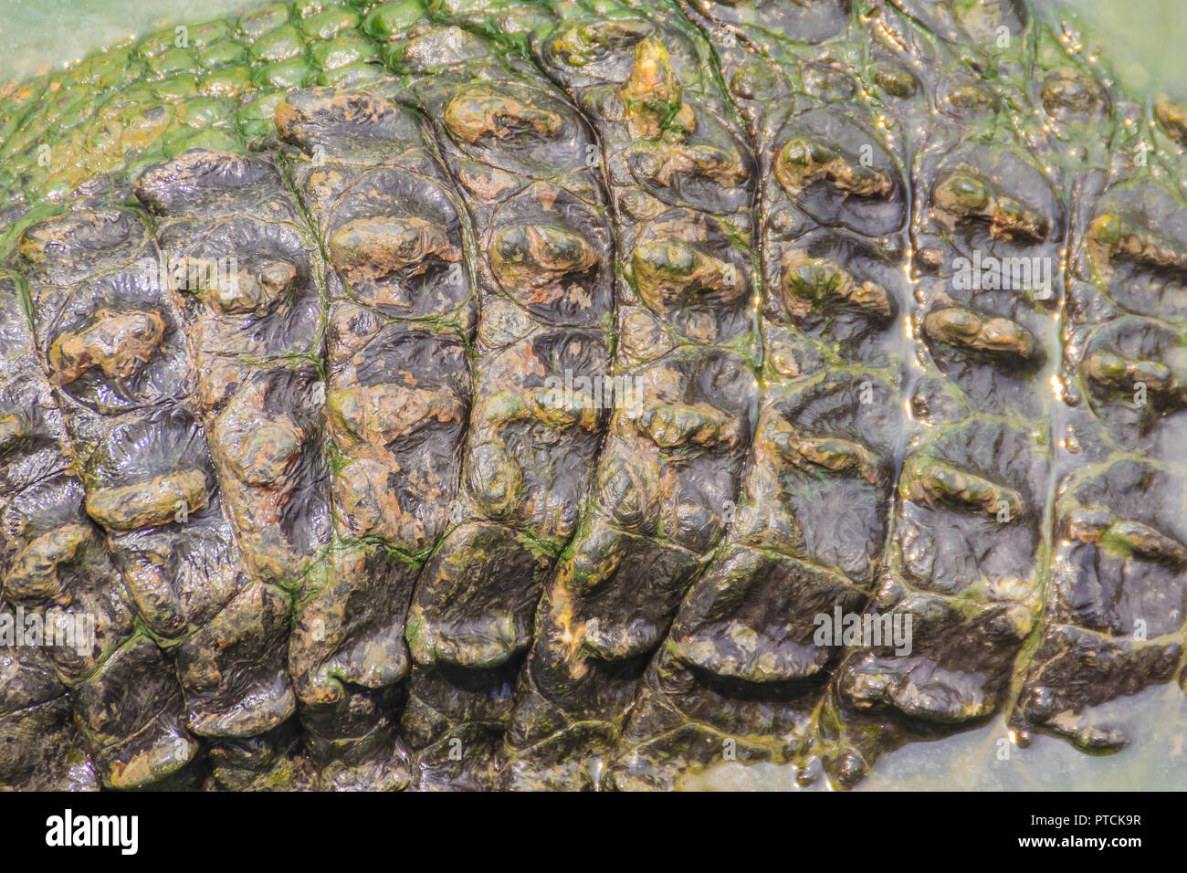 Alive crocodile tail pattern from the living body for background ...
