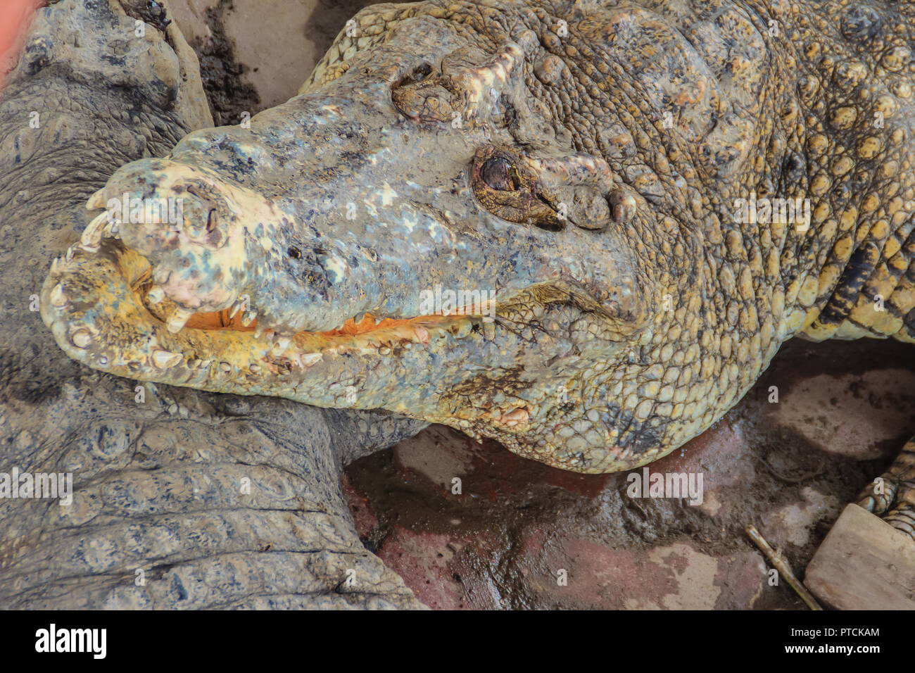 Adult afraid reptile hi-res stock photography and images - Alamy