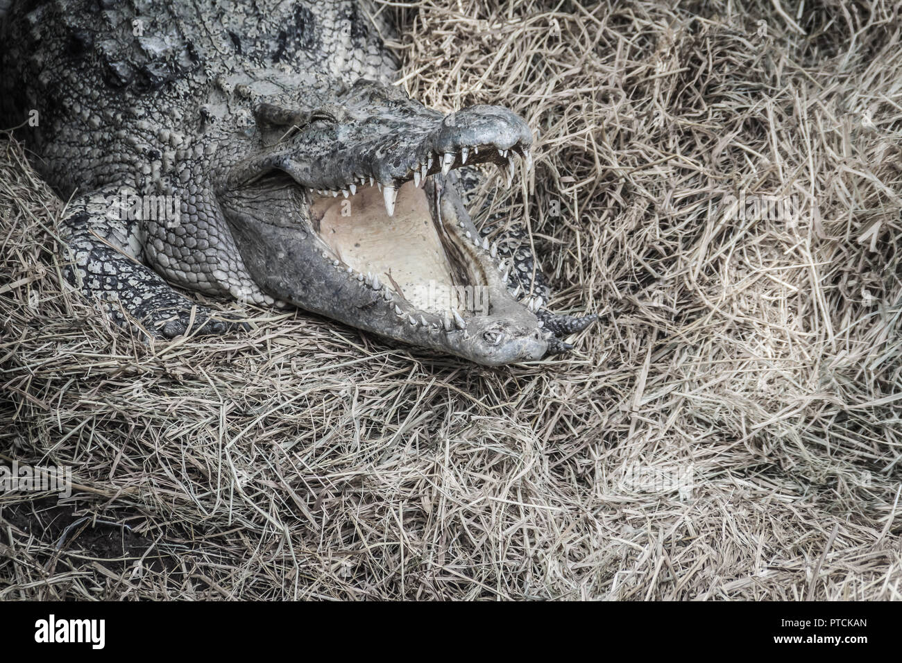 Crocodile egg nest hi-res stock photography and images - Alamy