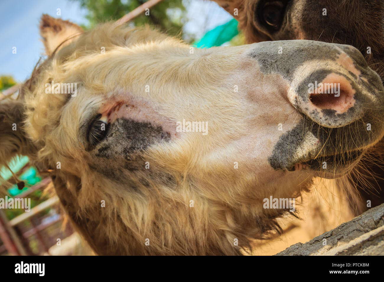 A mule in the stable. Mule is the offspring of a male donkey (jack) and ...
