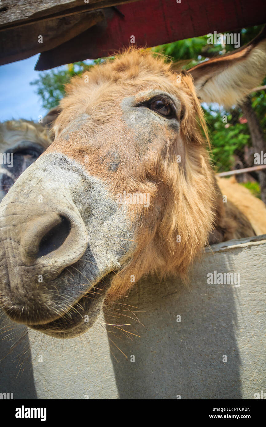 Offspring male donkey female horse hi-res stock photography and images ...