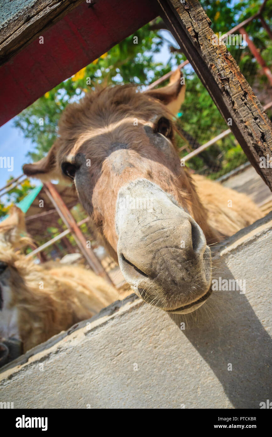 Offspring male donkey female horse hi-res stock photography and images ...