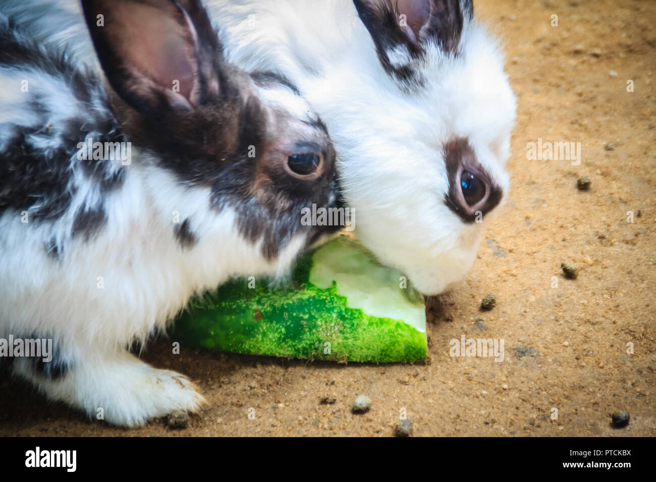 Rabbits Eating Treats