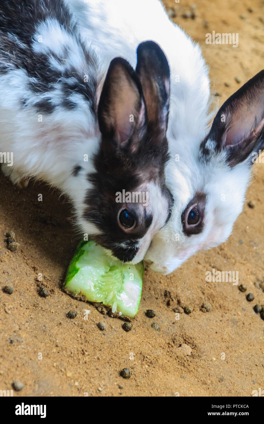 Cute black and white rabbit is eating food in the rabbit farm ...