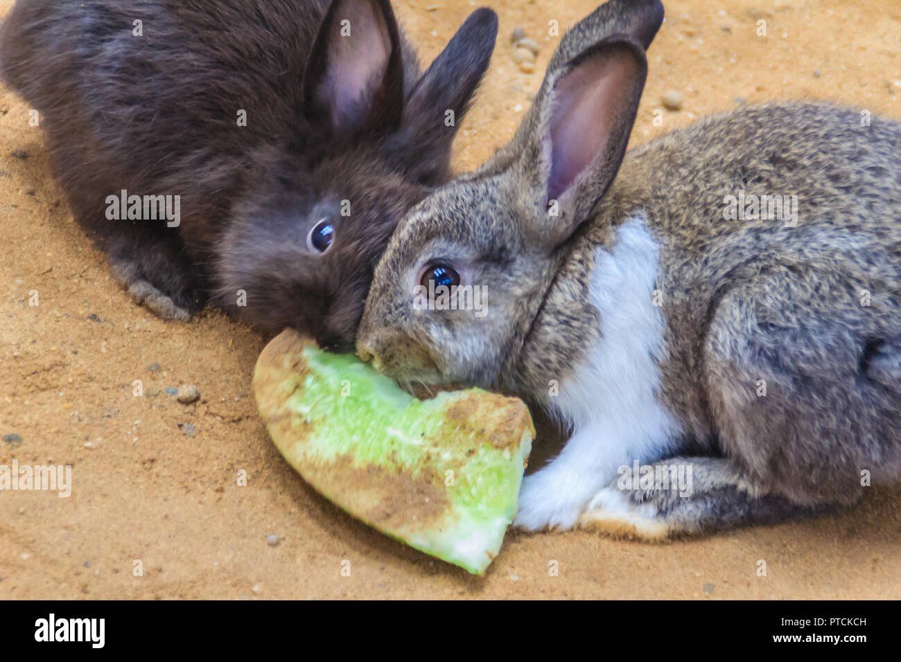 Rabbits Eating Treats