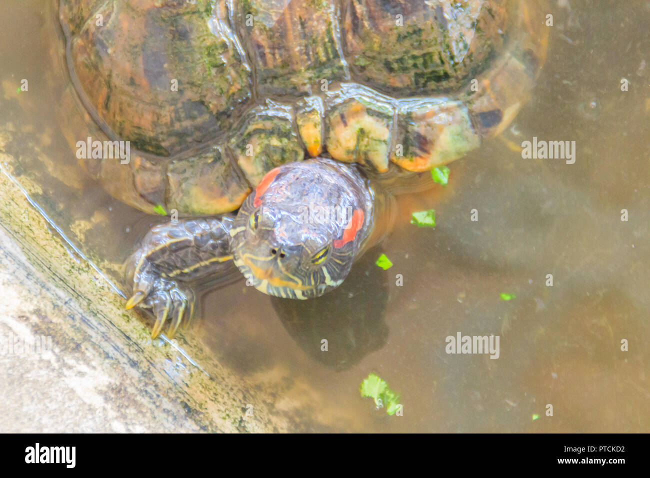 Cute red-eared slider (Trachemys scripta elegans), also known as the ...