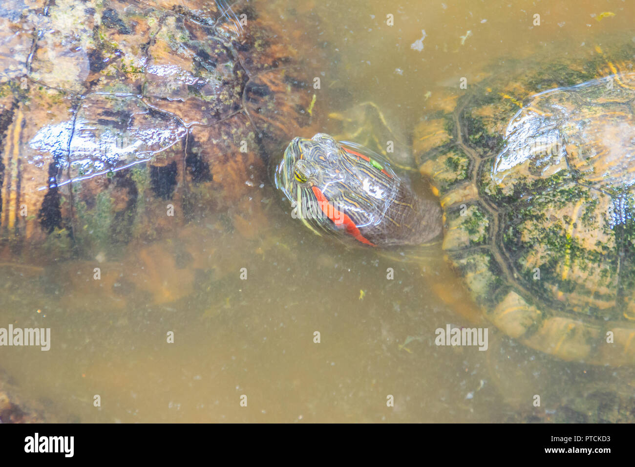 Cute red-eared slider (Trachemys scripta elegans), also known as the ...