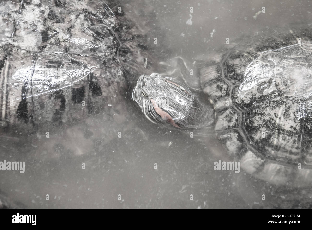 Cute red-eared slider (Trachemys scripta elegans), also known as the ...